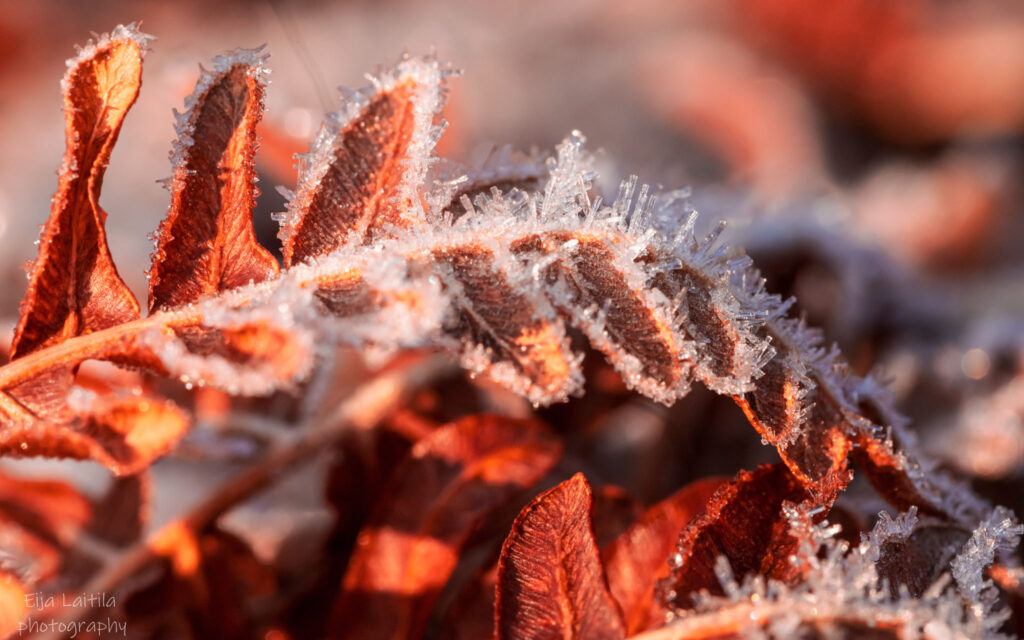 Kimppakyyti - Ilomantsin kunta